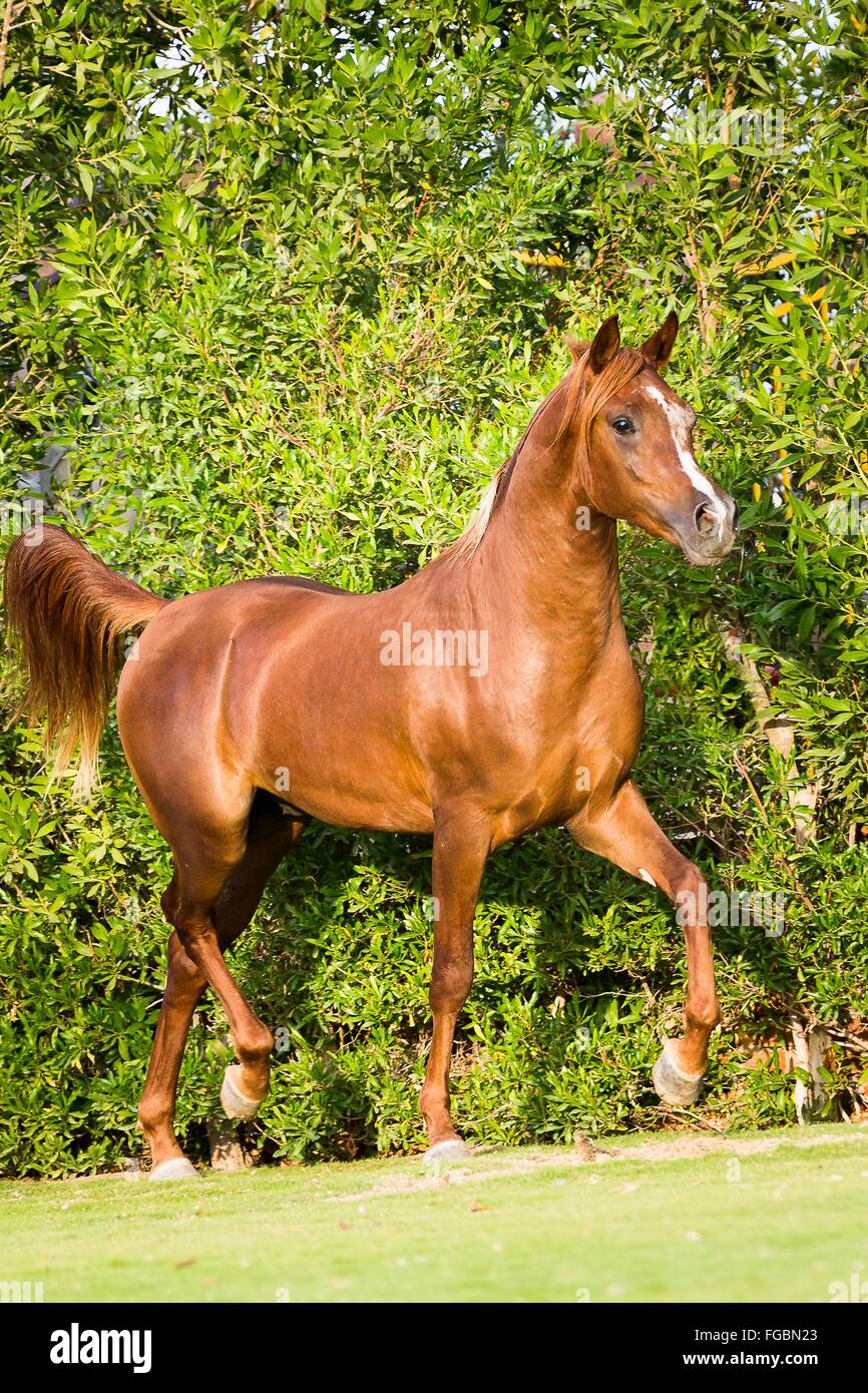 Arabian Horse. Chestnut stallion trotting on grass. Egypt Stock Photo ...
