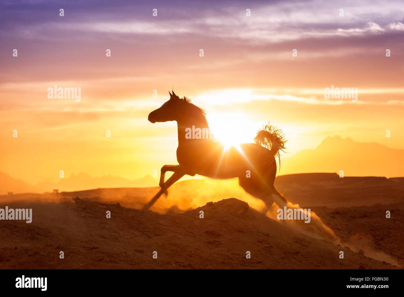 Arabian Horse. Chestnut stallion galloping in the desert at sunset ...