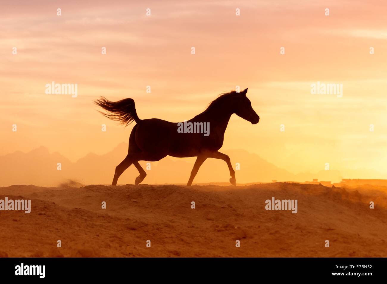 Arabian Horse. Chestnut stallion trotting in the desert at sunset ...
