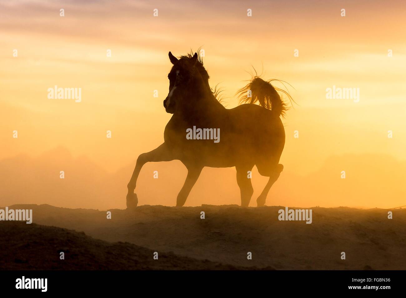 Arabian Horse. Chestnut stallion showing display behavior in the desert ...