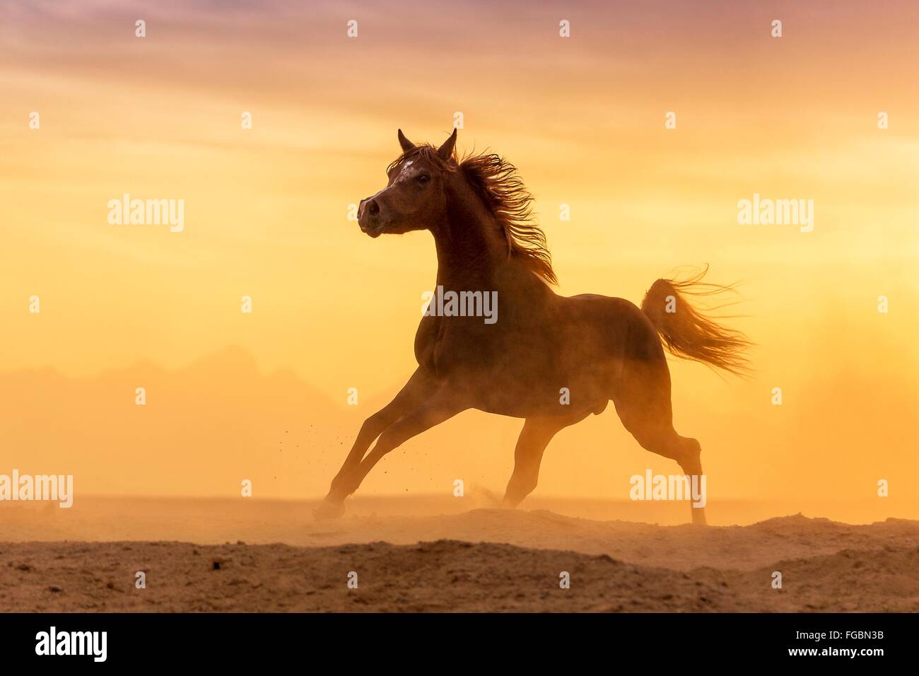 Arabian Horse. Chestnut stallion galloping in the desert at sunset ...