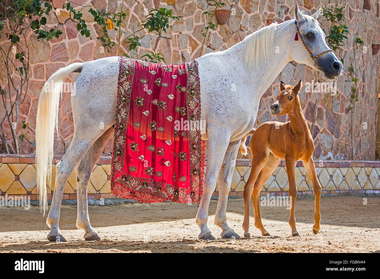 Arabian Horse. Gray mare with chestnut foal. Egypt Stock Photo - Alamy