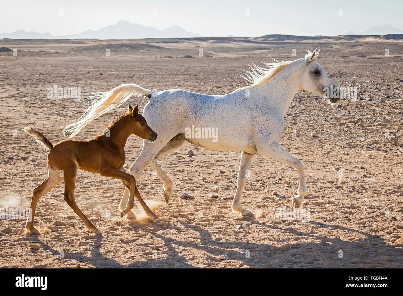 Arabian Horse. Gray mare with chestnut foal trotting in the desert ...