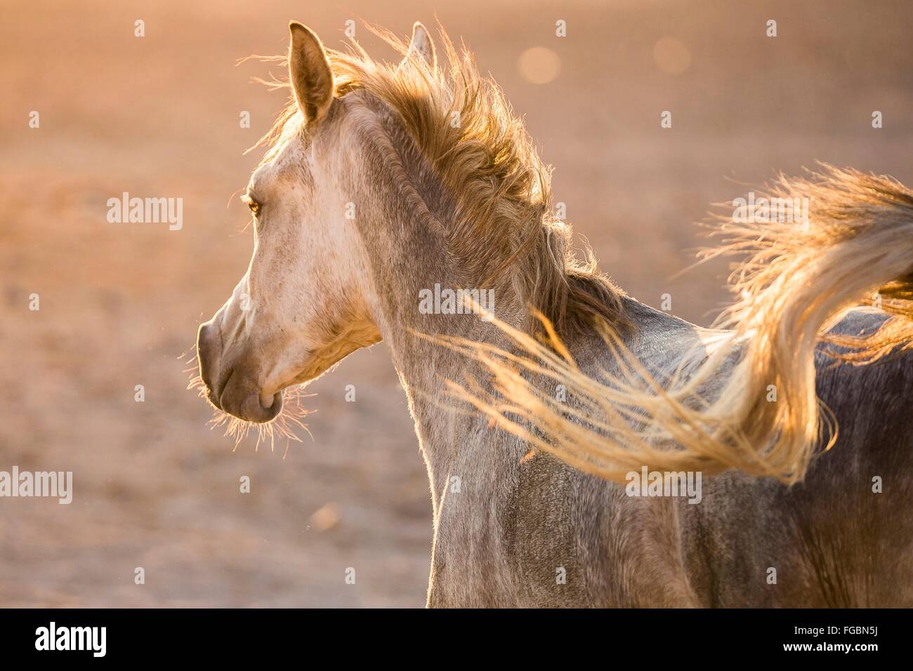 Arabian Horse. Young gray stallion in evening light, galloping in the ...