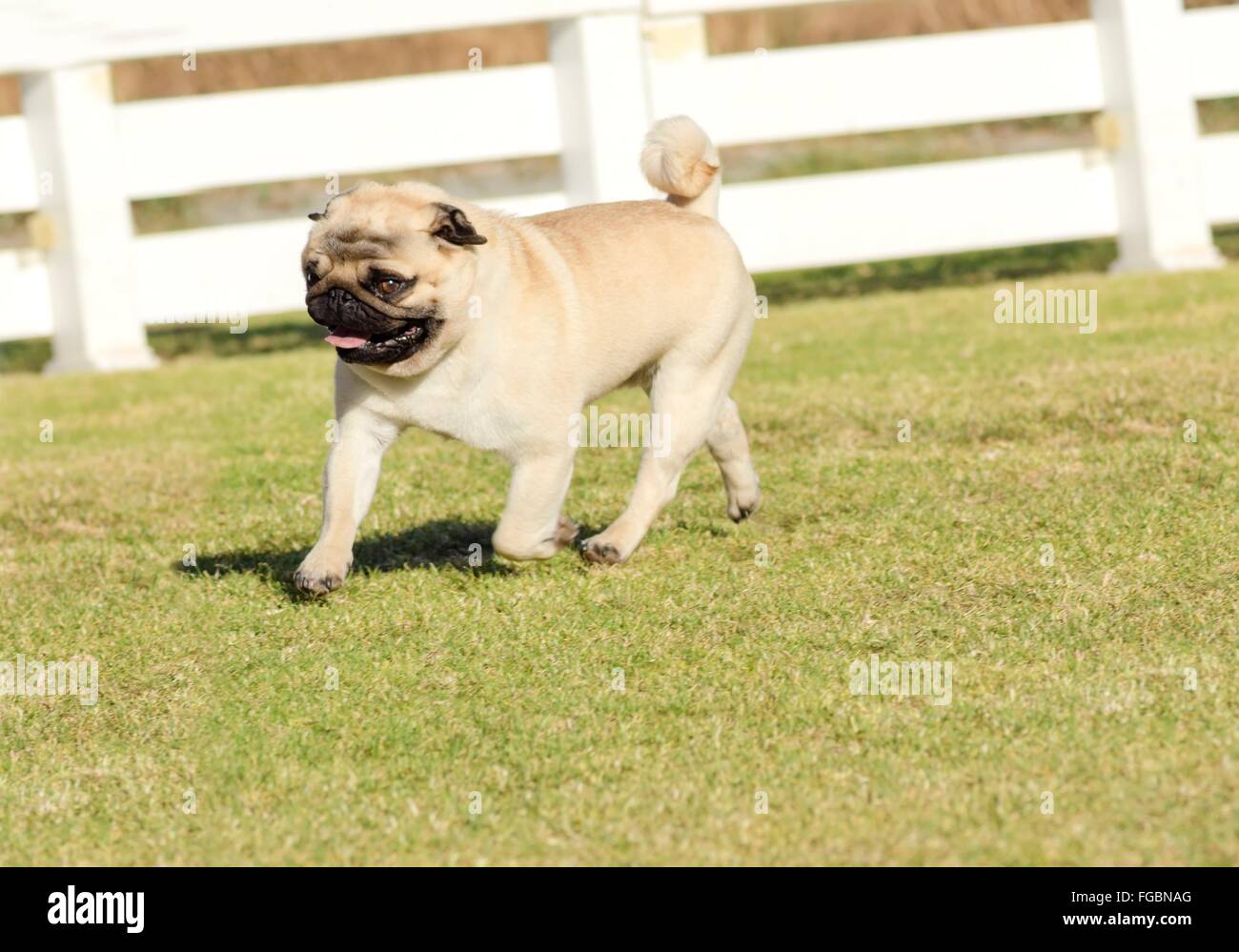 A small, young, beautiful, fawn Pug with a wrinkly short muzzled face ...