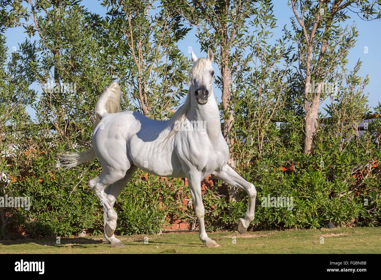 Arabian horse gray stallion trotting hi-res stock photography and ...