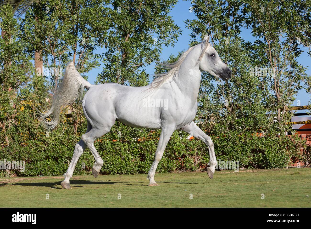 Arabian Horse. Gray stallion trotting on a lawn. Egypt Stock Photo - Alamy