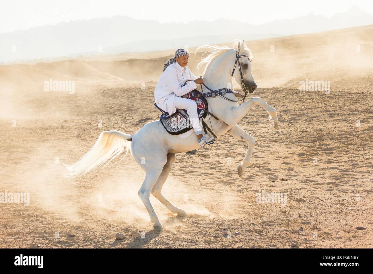 Arabian Horse. Gray stallion rearing in the desert, with rider in ...