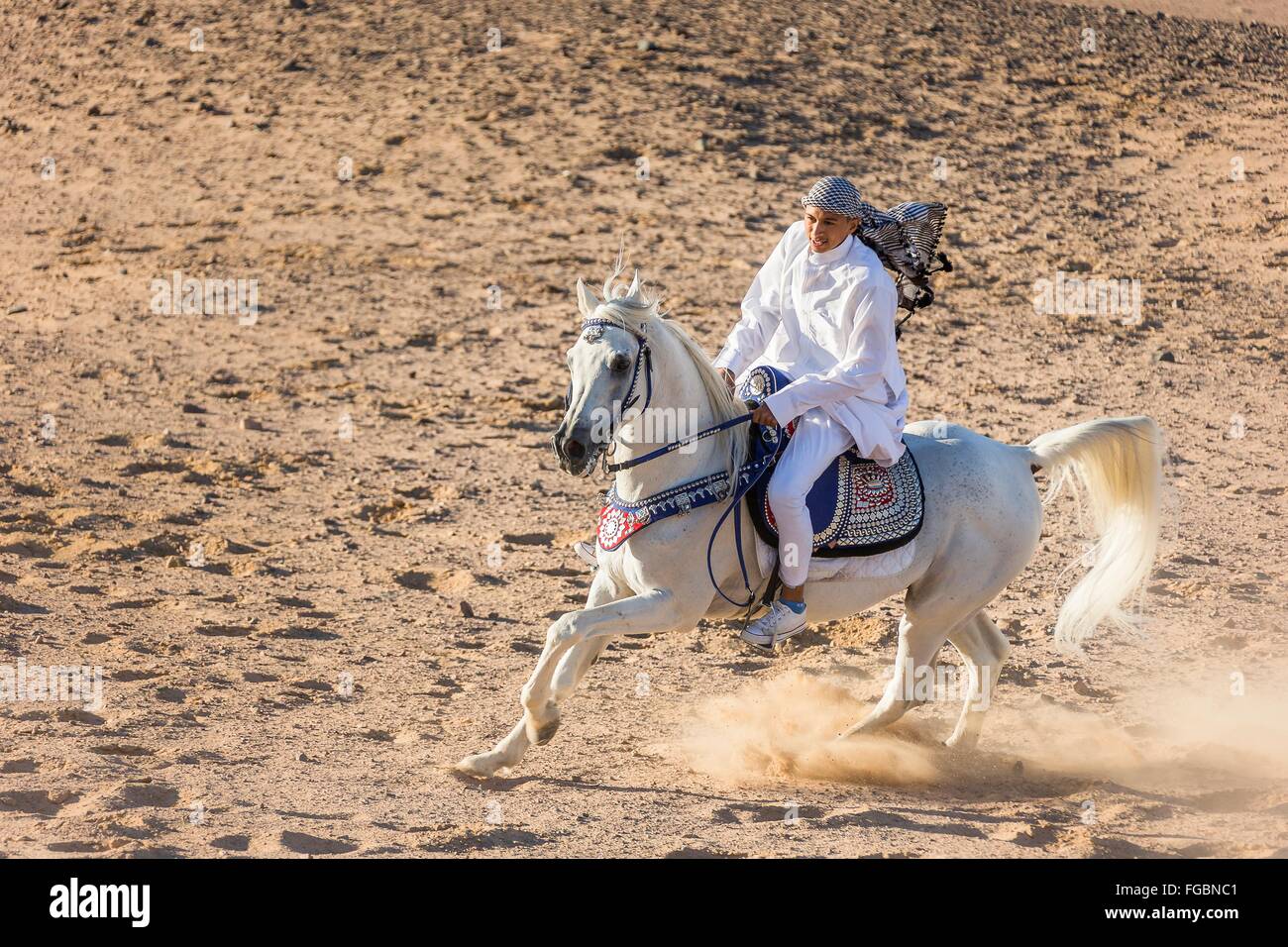 Arabian Horse. Gray stallion galloping in the desert, with rider in ...