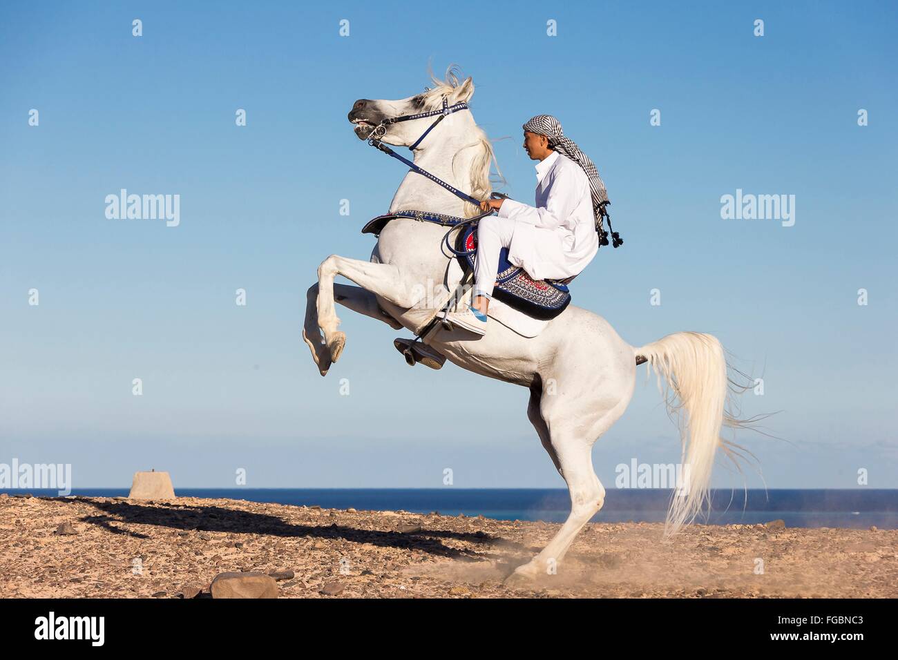Arabian Horse. Gray stallion rearing in the desert, with rider in ...