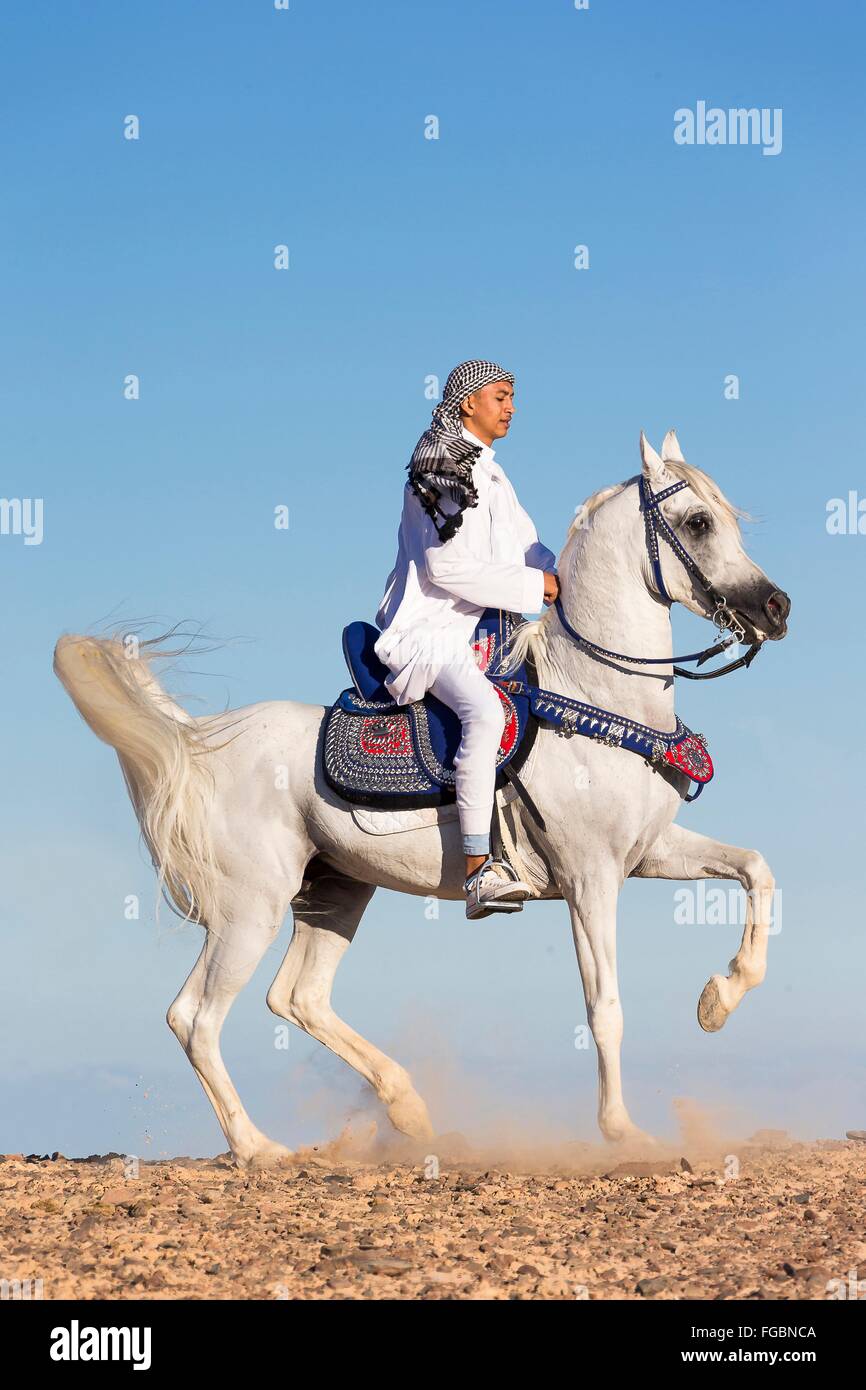Arabian Horse. Gray stallion showing vices under the saddle. Egypt ...