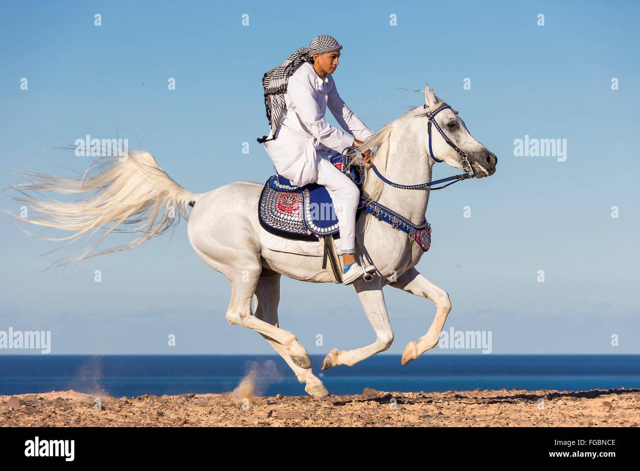 Arabian Horse. Gray stallion galloping on a beach, with rider in ...