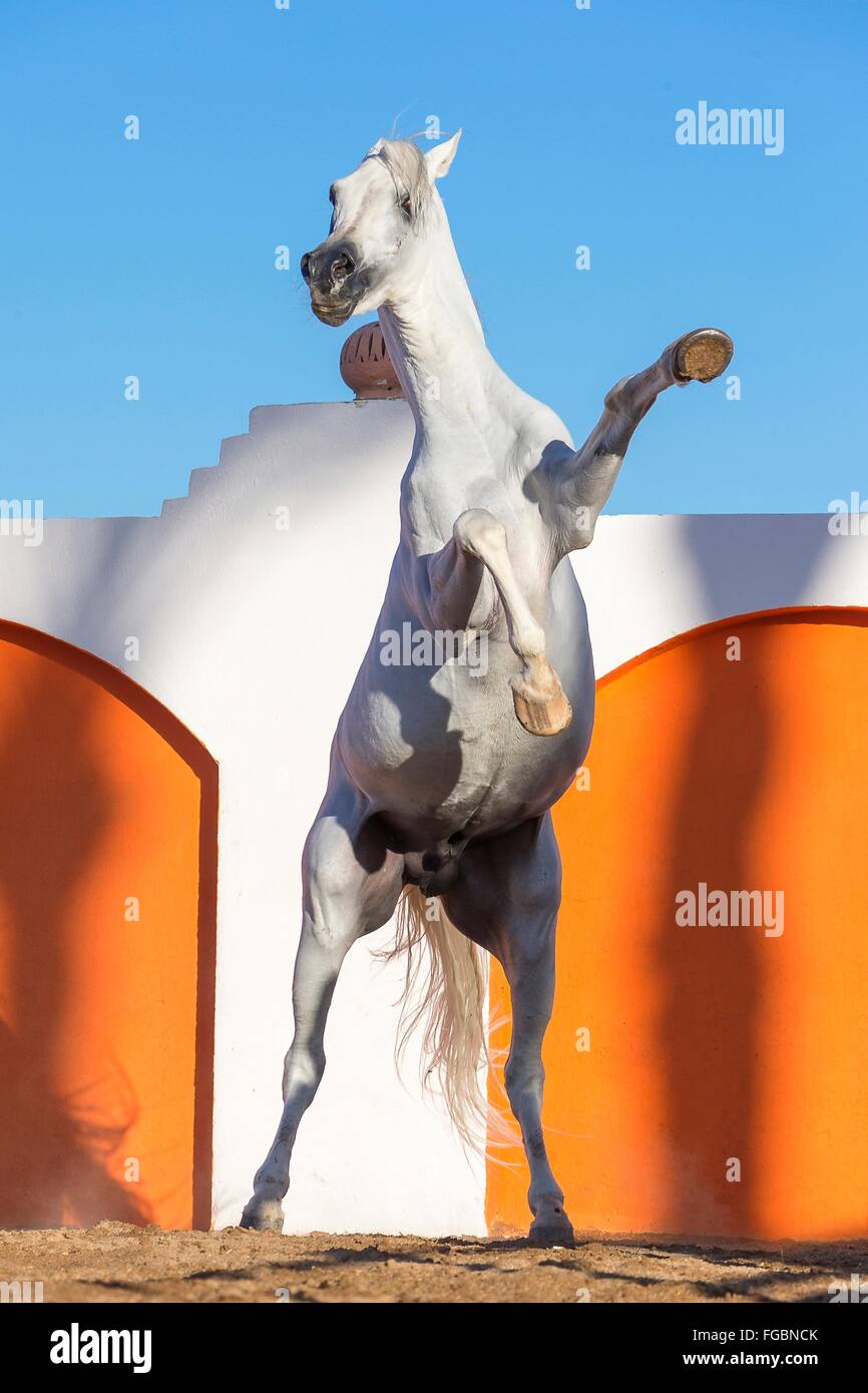 Arabian Horse. Gray stallion rearing in a paddock. Egypt Stock Photo ...