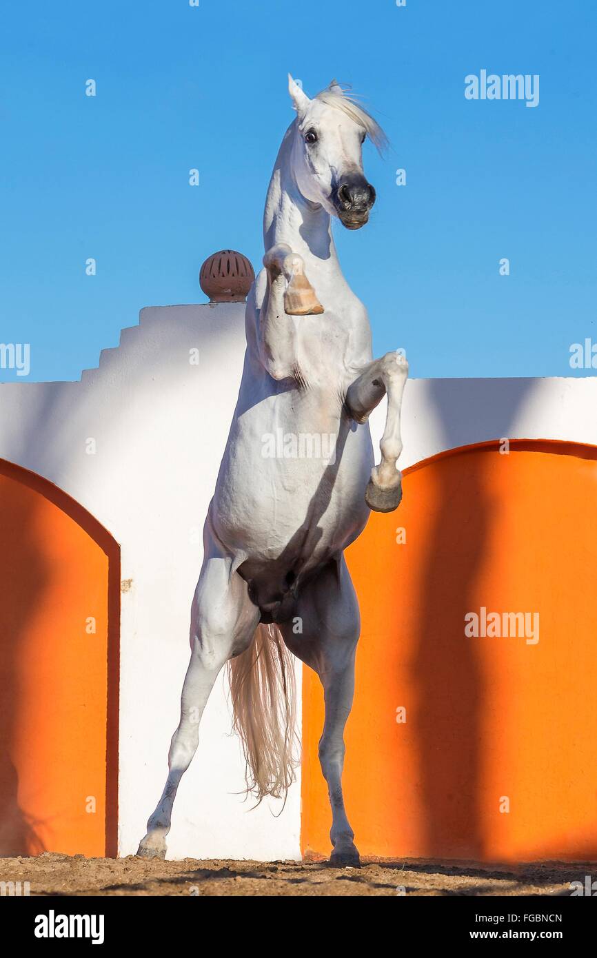 Arabian Horse. Gray stallion rearing in a paddock. Egypt Stock Photo ...