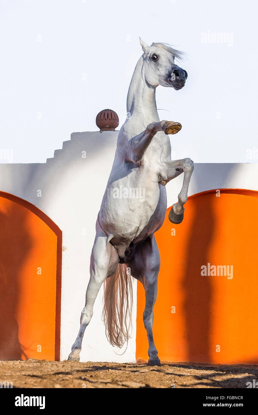 Arabian Horse. Gray stallion rearing in a paddock. Egypt Stock Photo ...