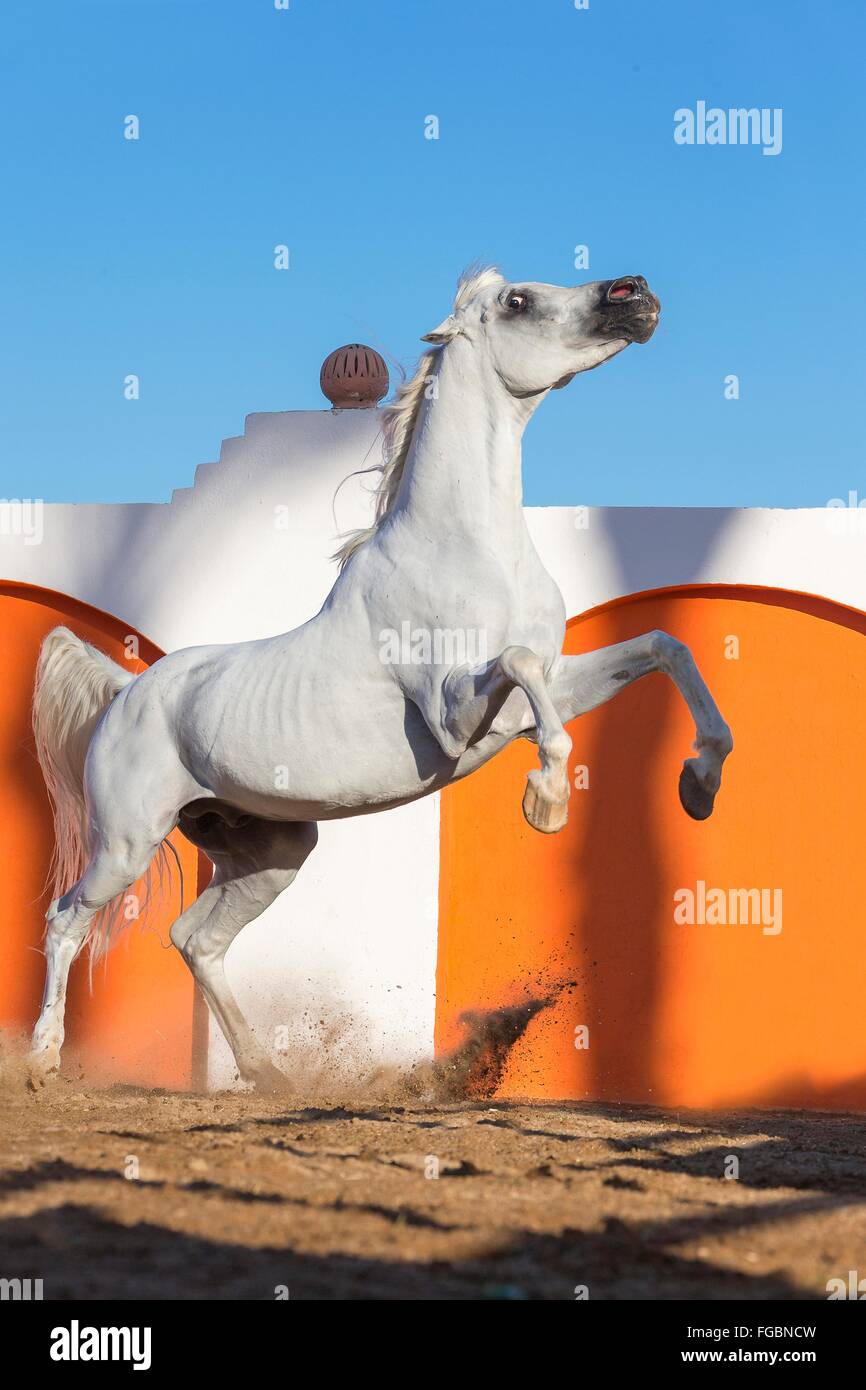 Arabian Horse. Gray stallion rearing in a paddock. Egypt Stock Photo ...