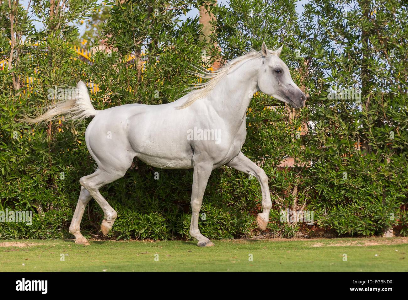 Arabian Horse. Gray stallion trotting on a lawn. Egypt Stock Photo - Alamy
