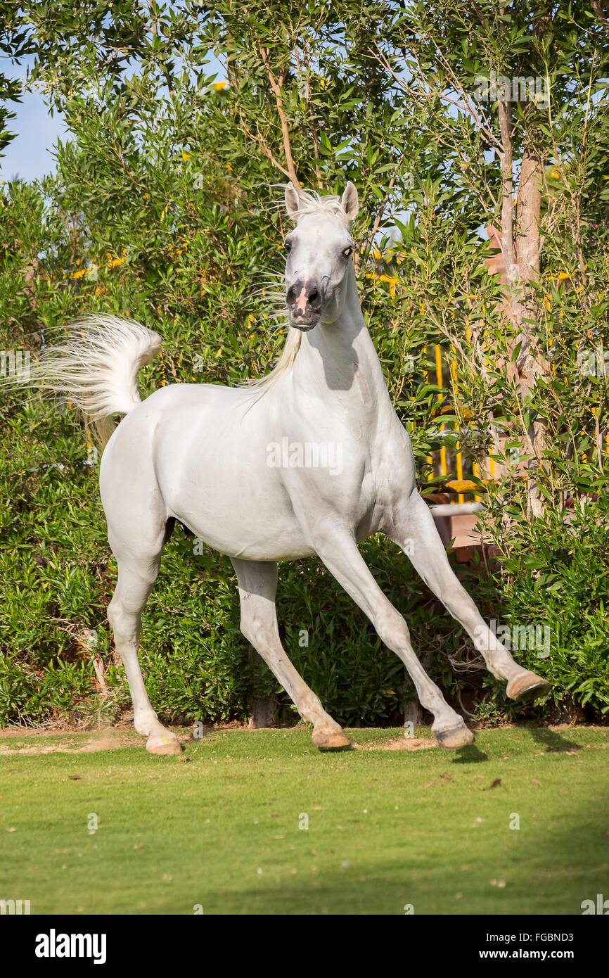 Arabian Horse. Gray stallion galloping on a lawn. Egypt Stock Photo - Alamy