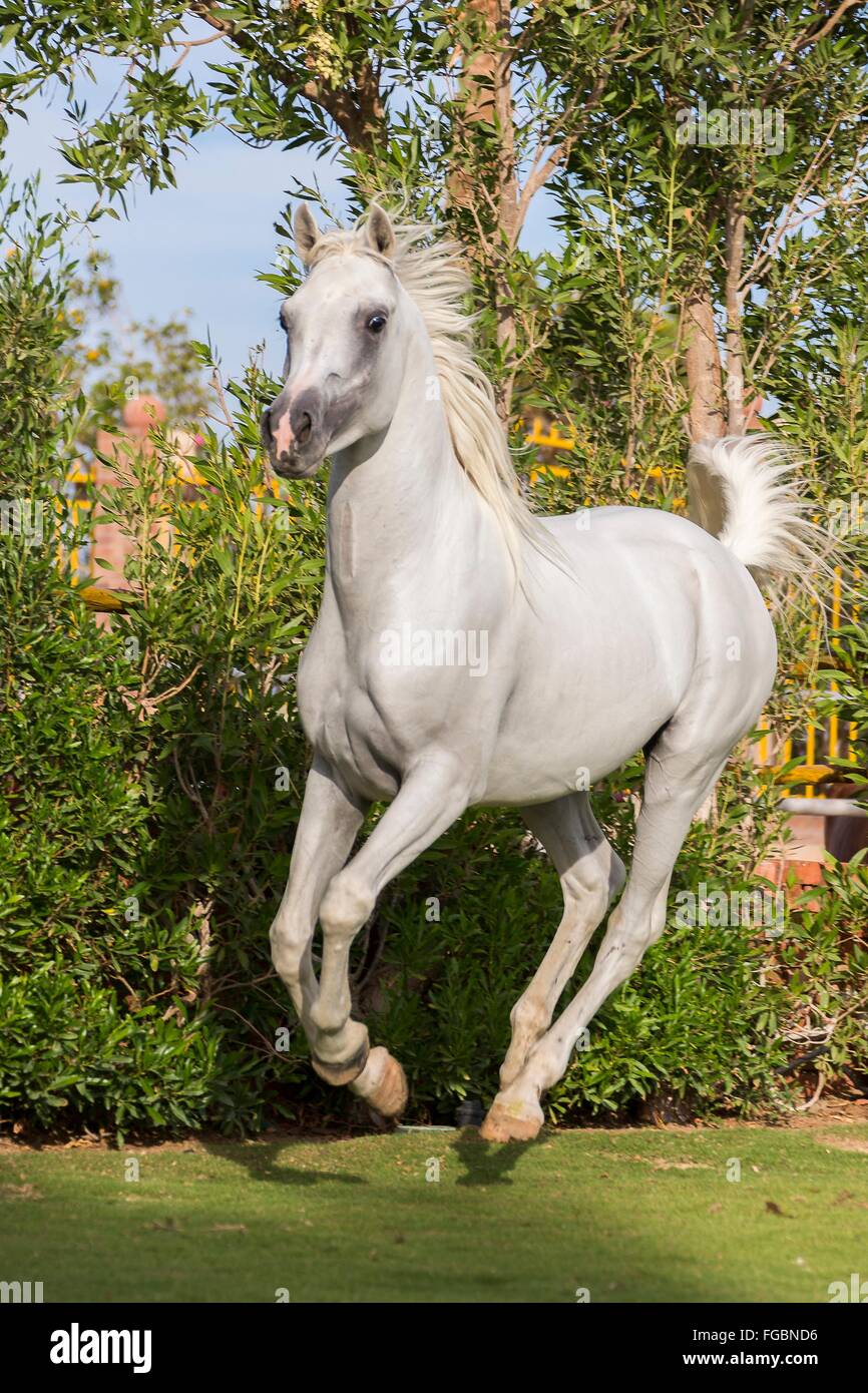 Arabian Horse. Gray stallion galloping on a lawn. Egypt Stock Photo - Alamy