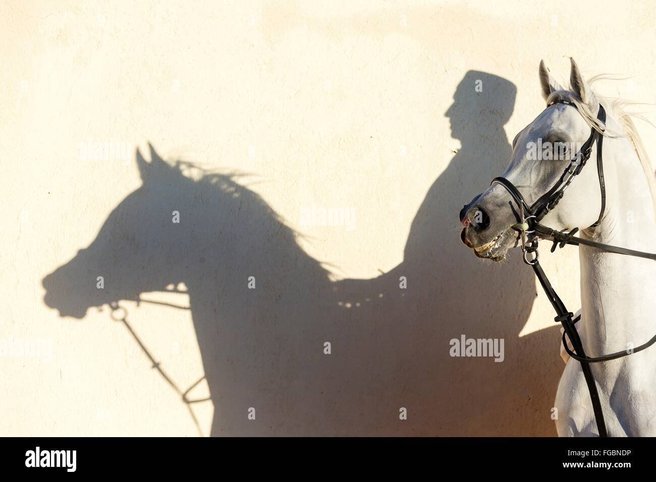 Arabian Horse. Rider on gray stallion on front of a white wall. Egypt ...