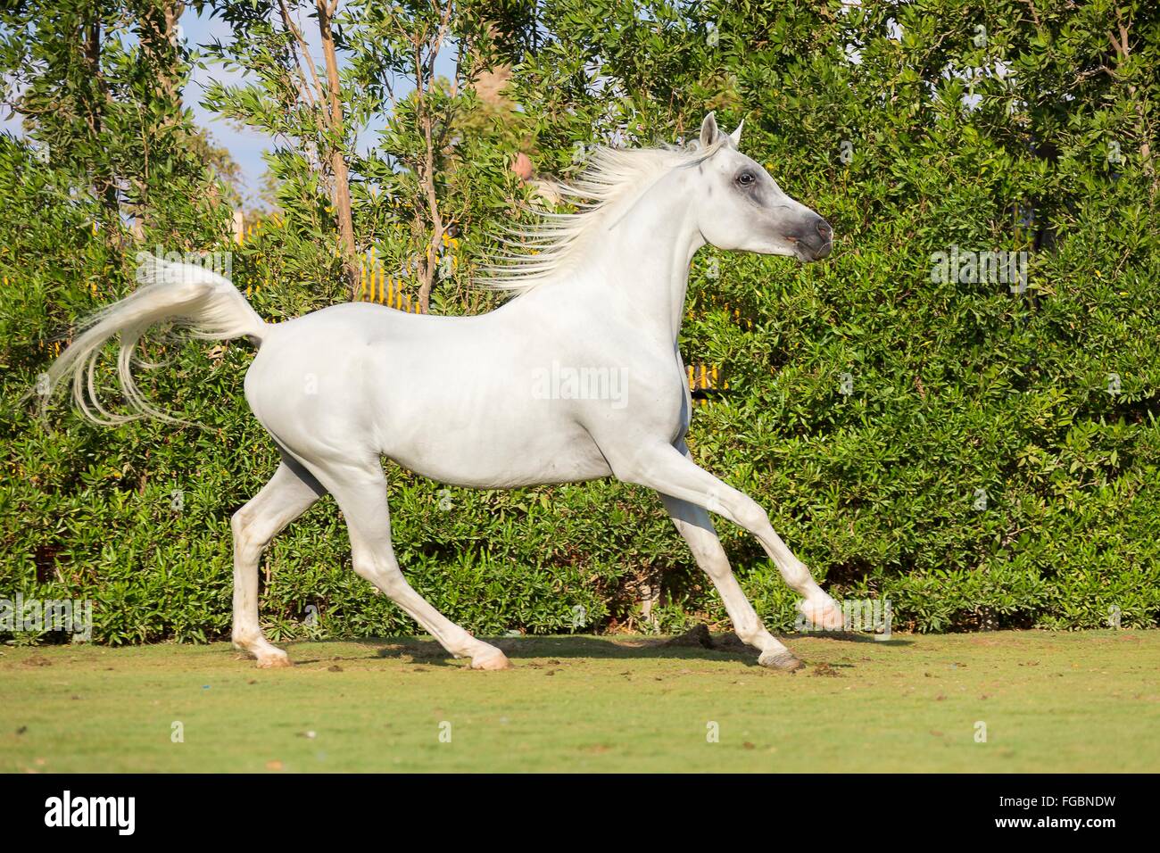 Arabian Horse. Gray stallion galloping on a lawn. Egypt Stock Photo - Alamy