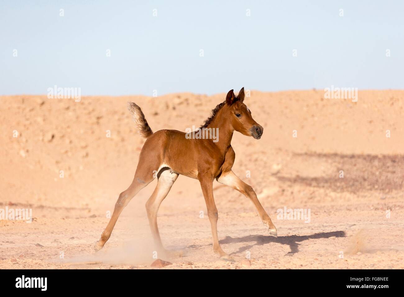 Arabian Horse. Chestnut filly-foal galloping in the desert. Egypt Stock ...