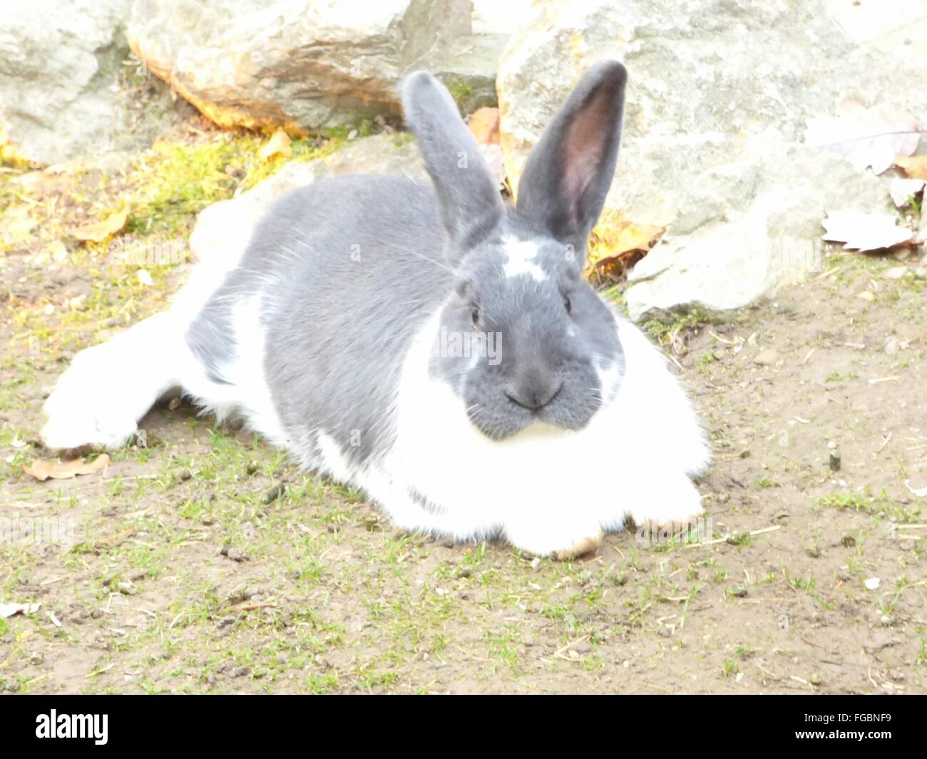 Portrait Of Rabbit Sitting Against Rocks Stock Photo - Alamy
