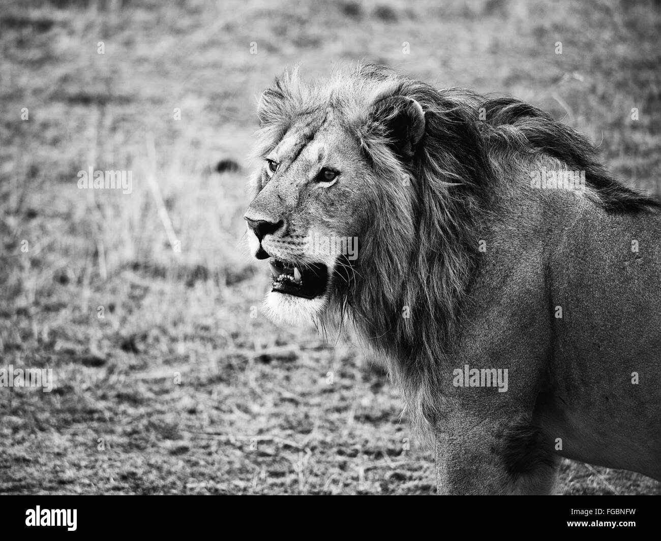 Lion Field Animals In Wild High Resolution Stock Photography and Images ...