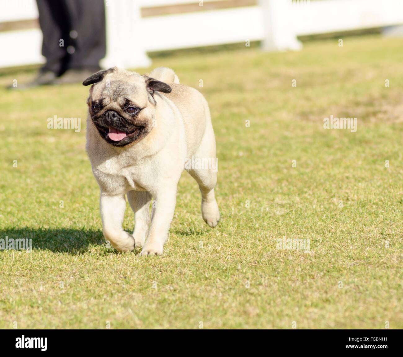 A small, young, beautiful, fawn Pug with a wrinkly short muzzled face ...