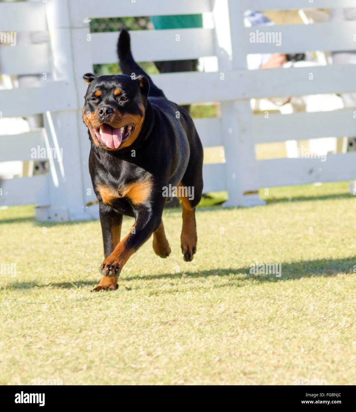 A portrait view of a healthy, robust and proudly looking Rottweiler ...
