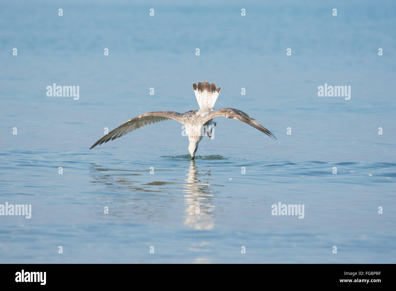 yellow-legged gull in flight diving for fish in the water beak down ...