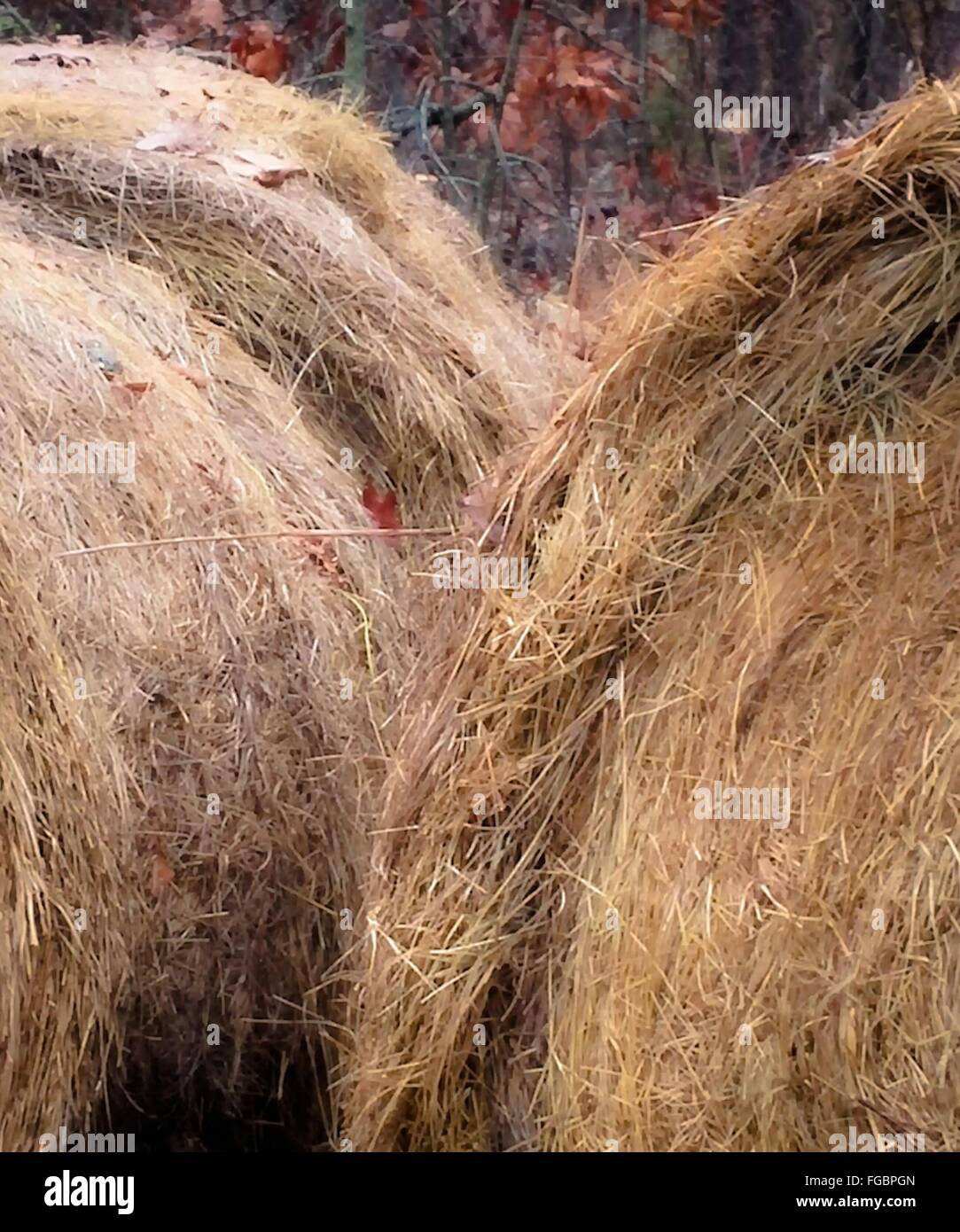 Hay plant hi-res stock photography and images - Alamy