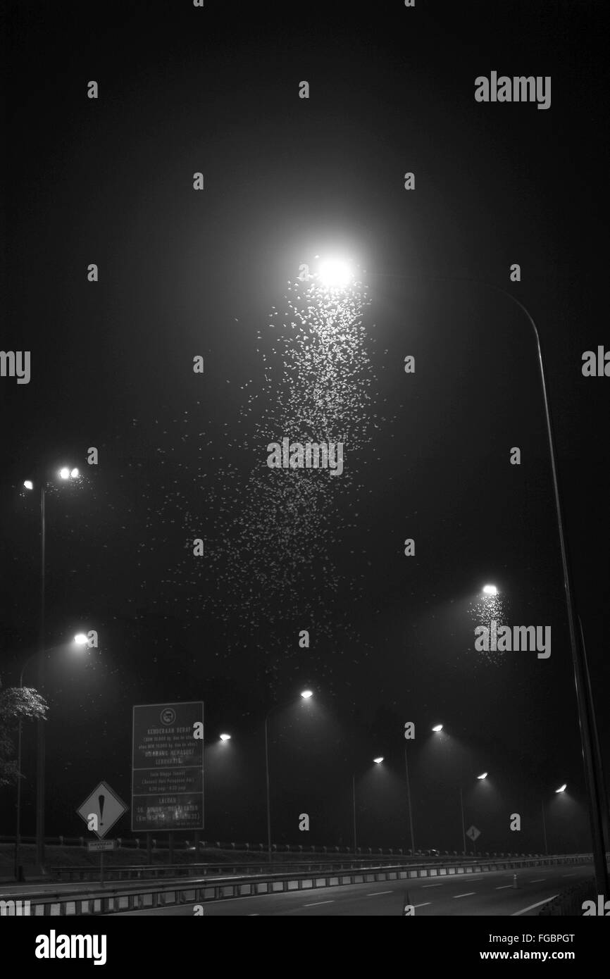 Night flying insect Black and White Stock Photos & Images - Alamy