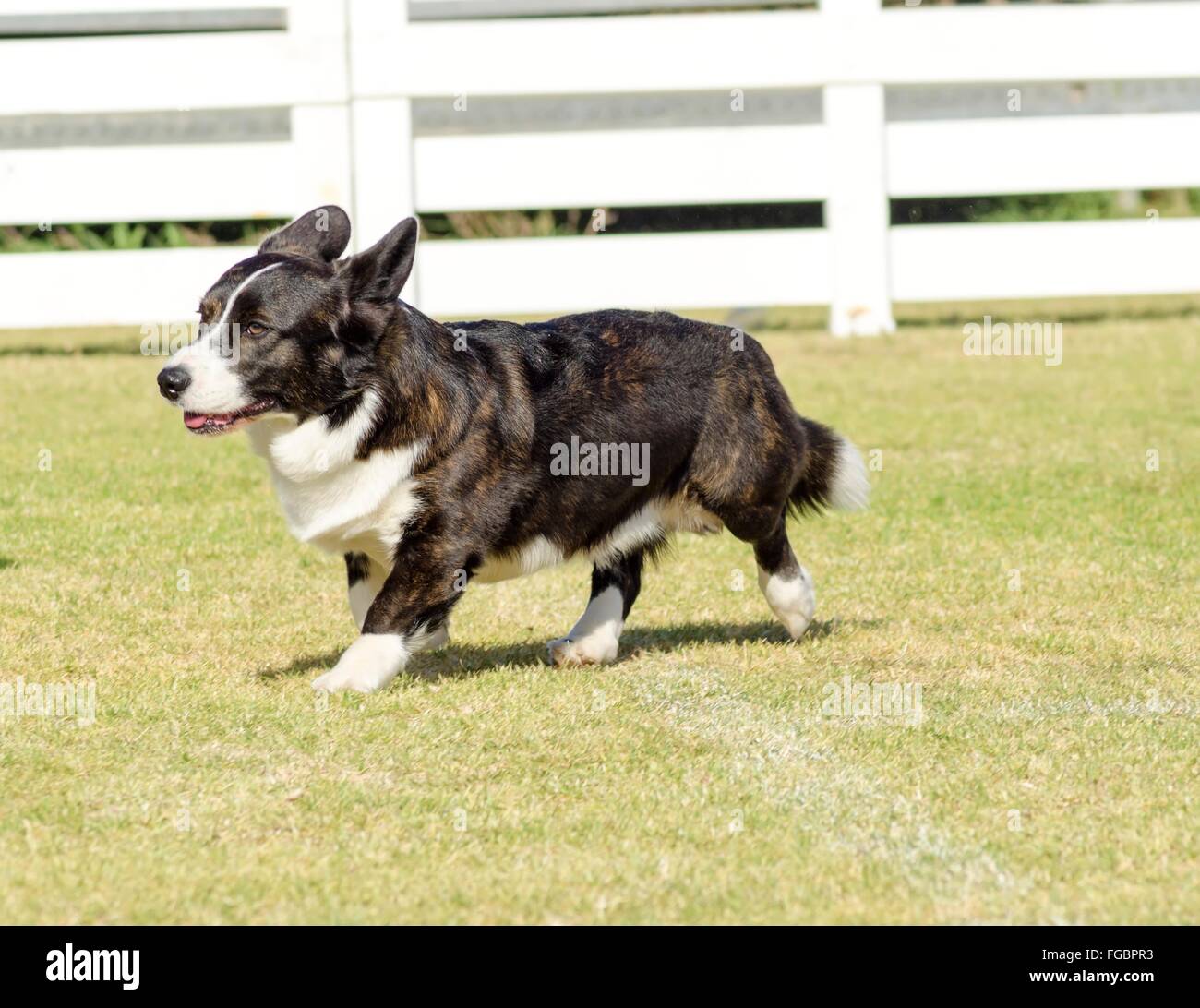 A young, healthy, beautiful, brindle, black, tan and white Welsh Corgi ...
