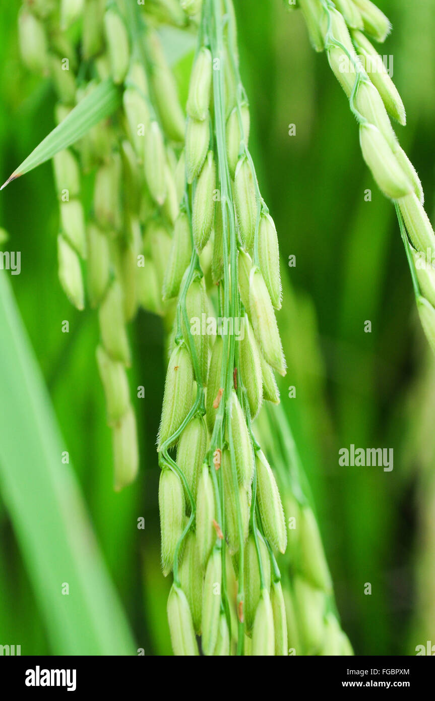 Rice Growing On Field Stock Photo - Alamy