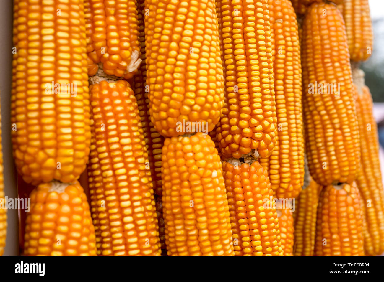 Corn bunch hi-res stock photography and images - Alamy