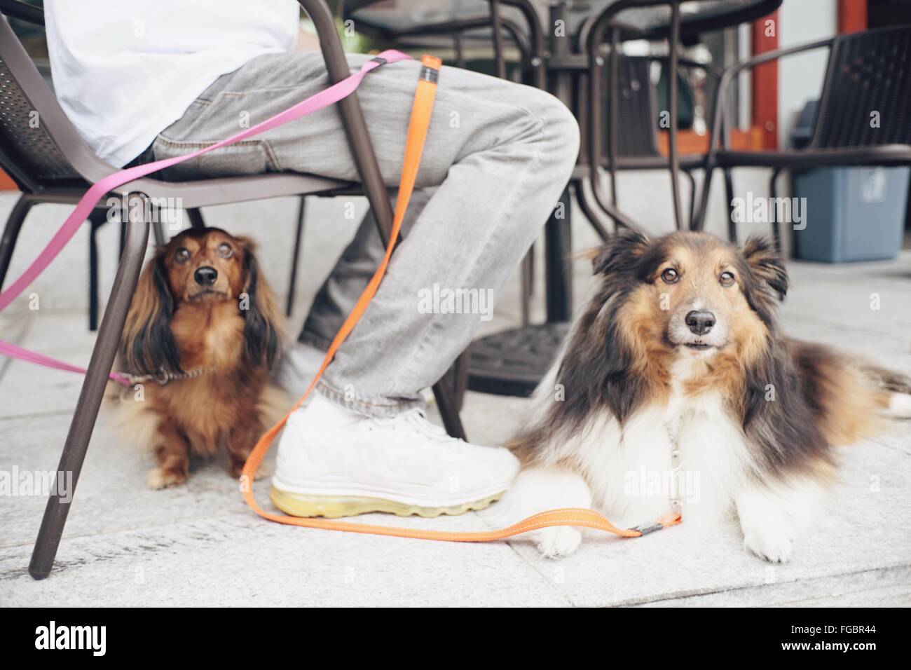 Man with sheepdog hi-res stock photography and images - Alamy