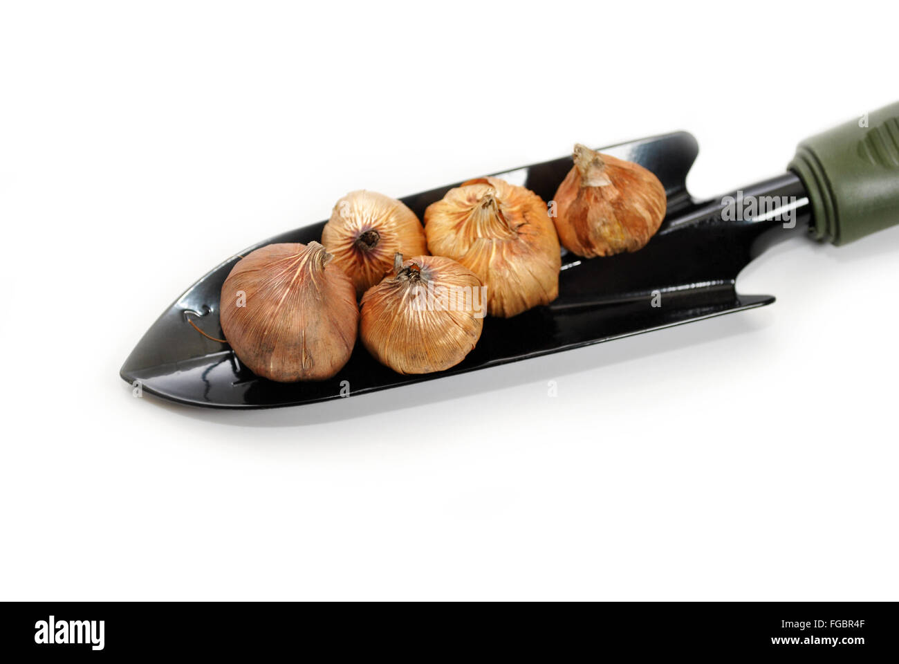 Spring Flowering Bulbs on a Spade Shovel Stock Photo - Alamy