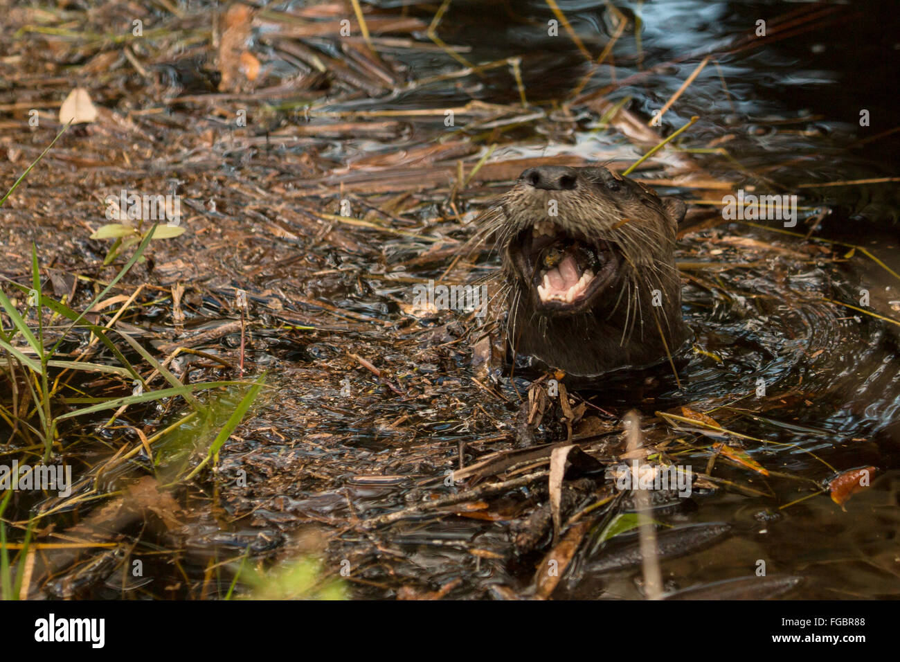River otter lontra canadensis eating hi-res stock photography and ...