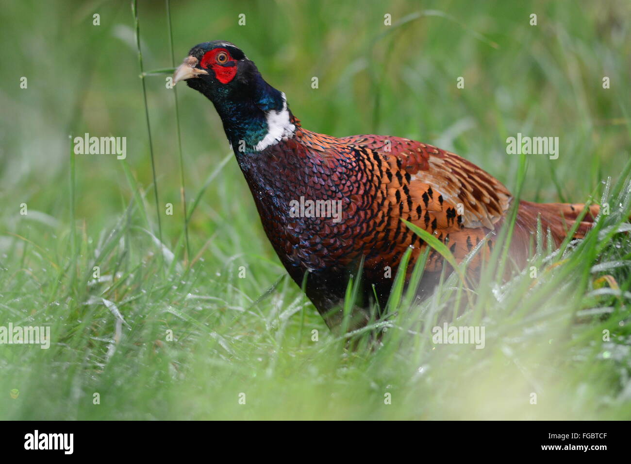 Pheasant Green Field Animal Wildlife High Resolution Stock Photography ...