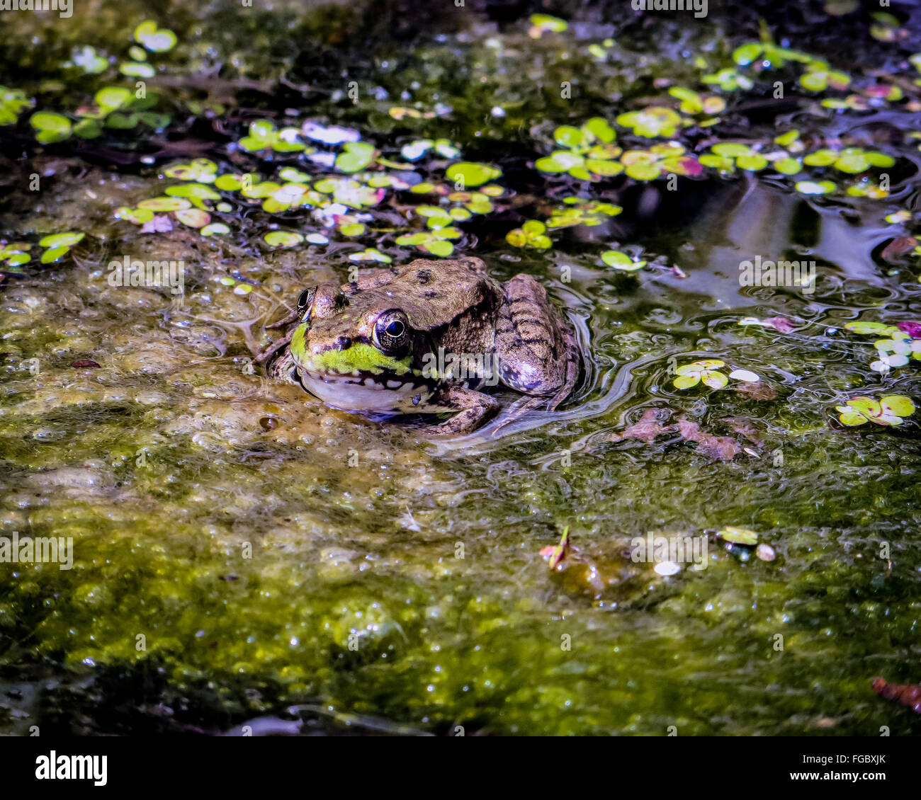 Brown and green Frog floating in a pond Stock Photo - Alamy
