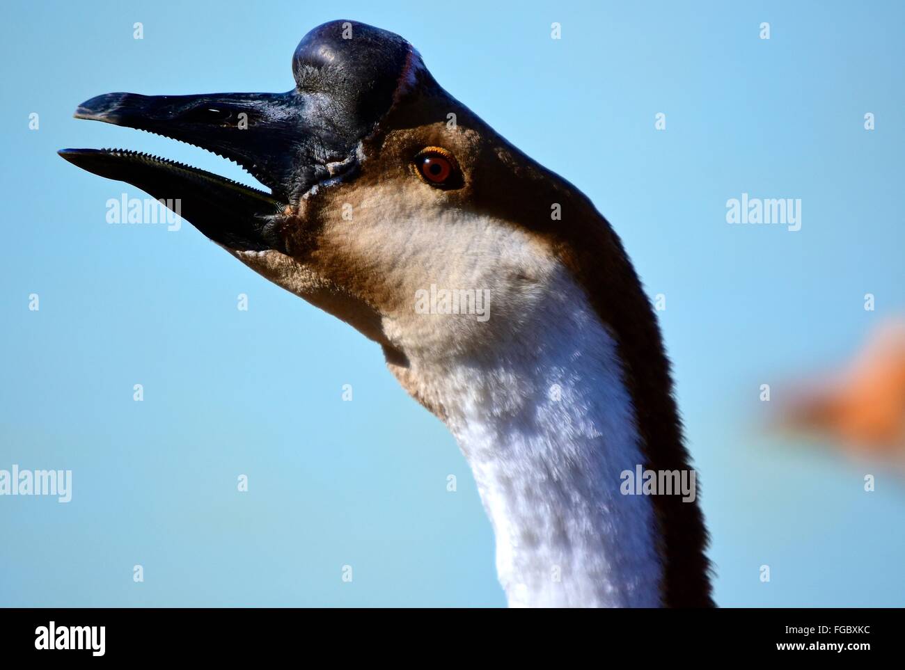 Swan Looking Upwards Stock Photo - Alamy
