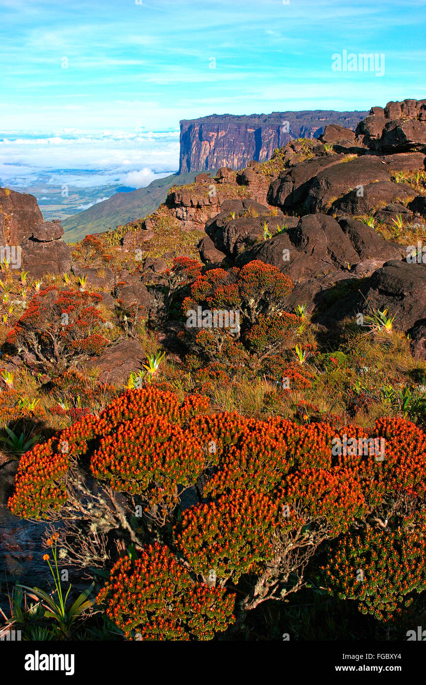 Parkcloudcolor hi-res stock photography and images - Alamy