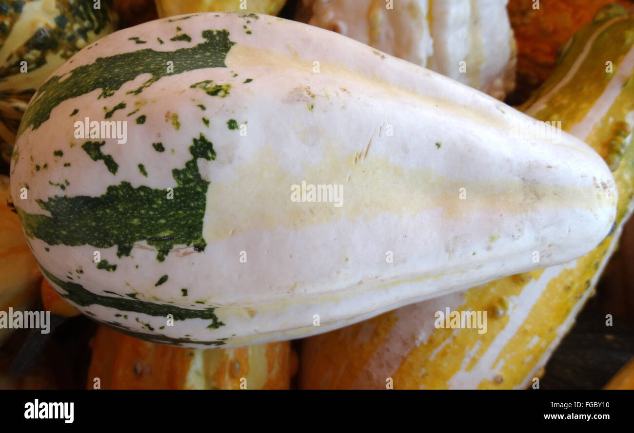 Cucurbita pepo, bicolor pear gourd, ornamental, festival decorations ...