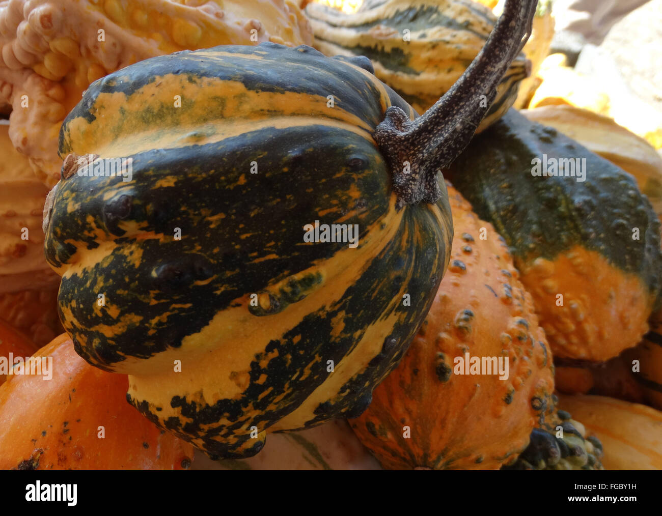 Cucurbita pepo, ribbed warty pear gourd, ornamental gourd from, ribbed ...