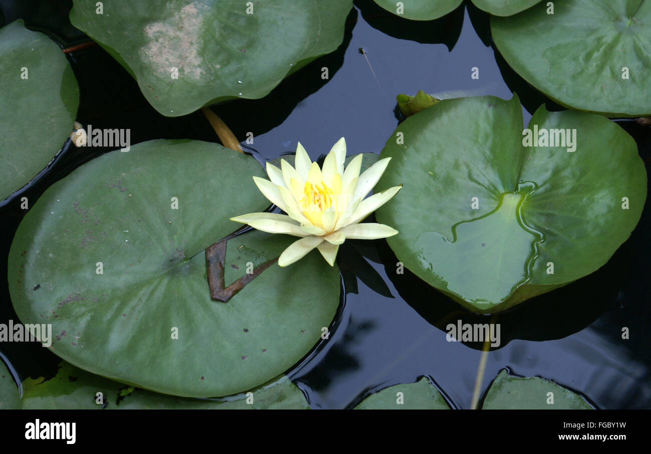 Nymphaea mexicana, Yellow water lily, Mexican water lily, aquatic plant with circular leaves and ...
