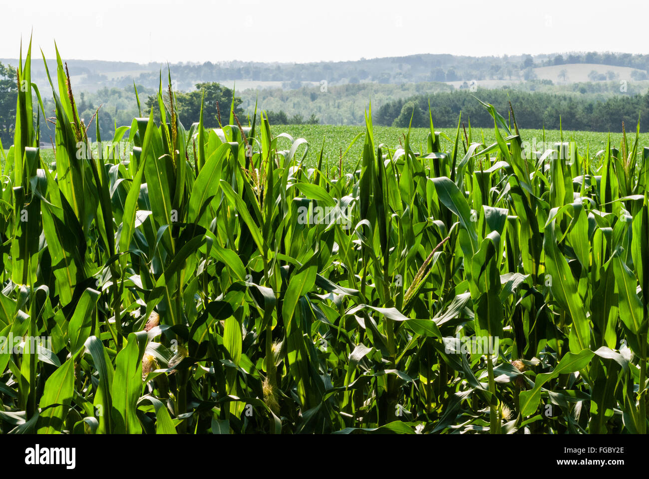 Large lush green field of corn receding into distant partly forested ...
