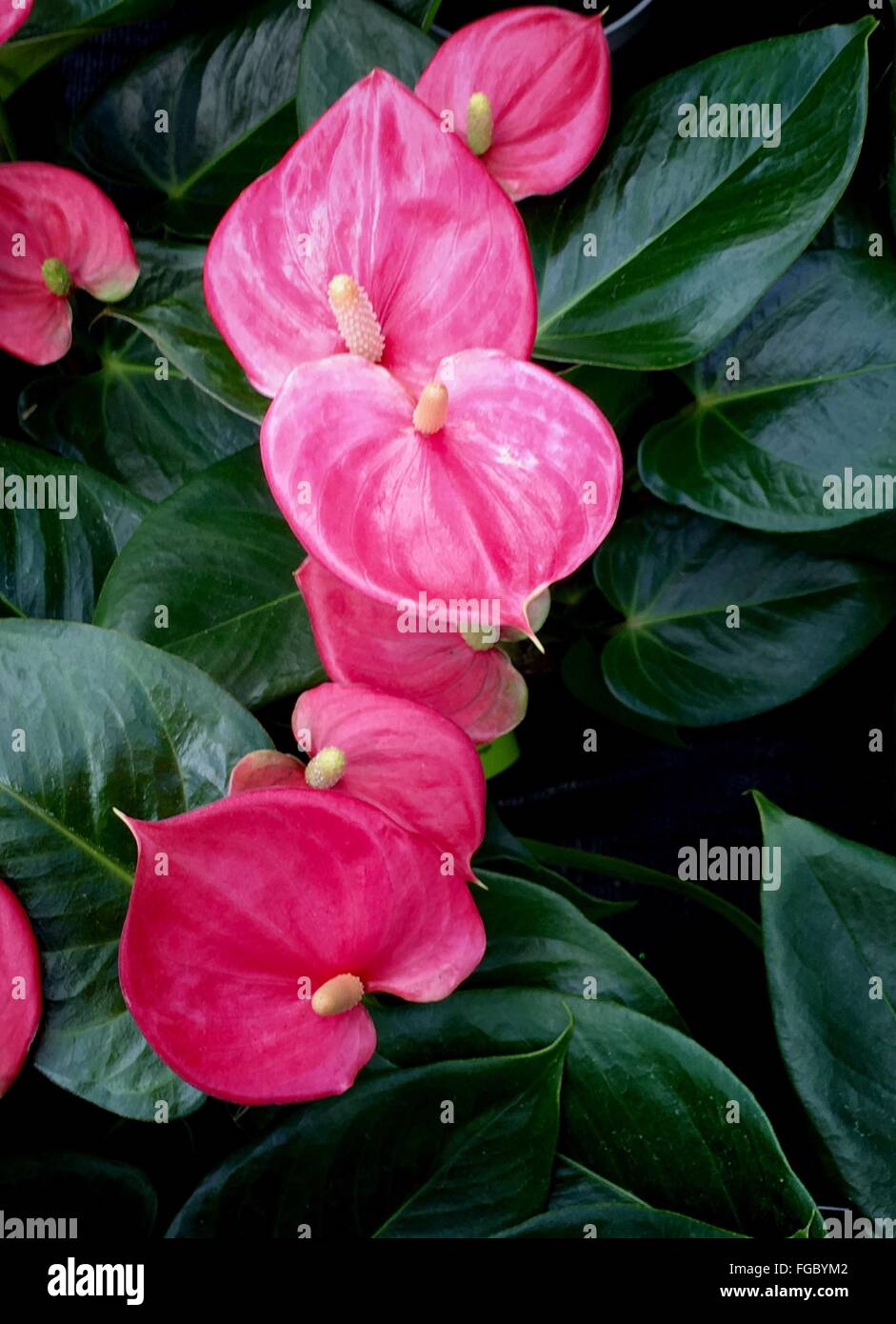Pink anthurium plant hi-res stock photography and images - Alamy