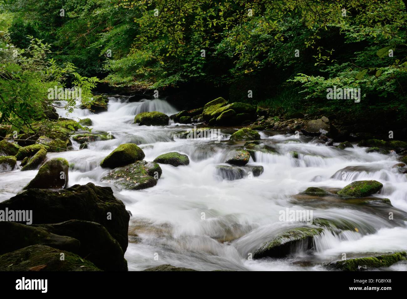 River Flowing At Forest Stock Photo - Alamy