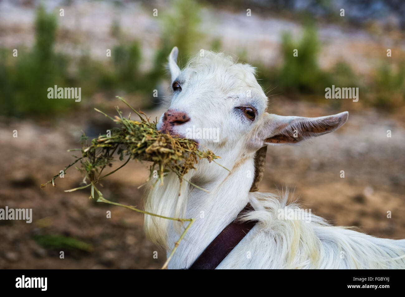 Breakfast for goat Stock Photo - Alamy